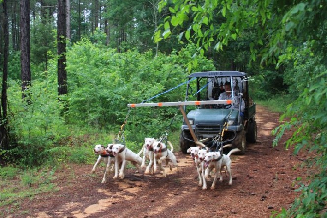 CALADEN KENNELS - ROADING DOGS