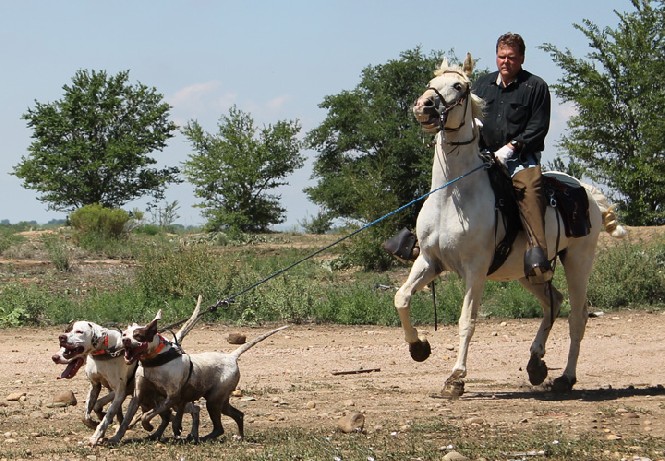 CALADEN KENNELS - ROADING DOGS
